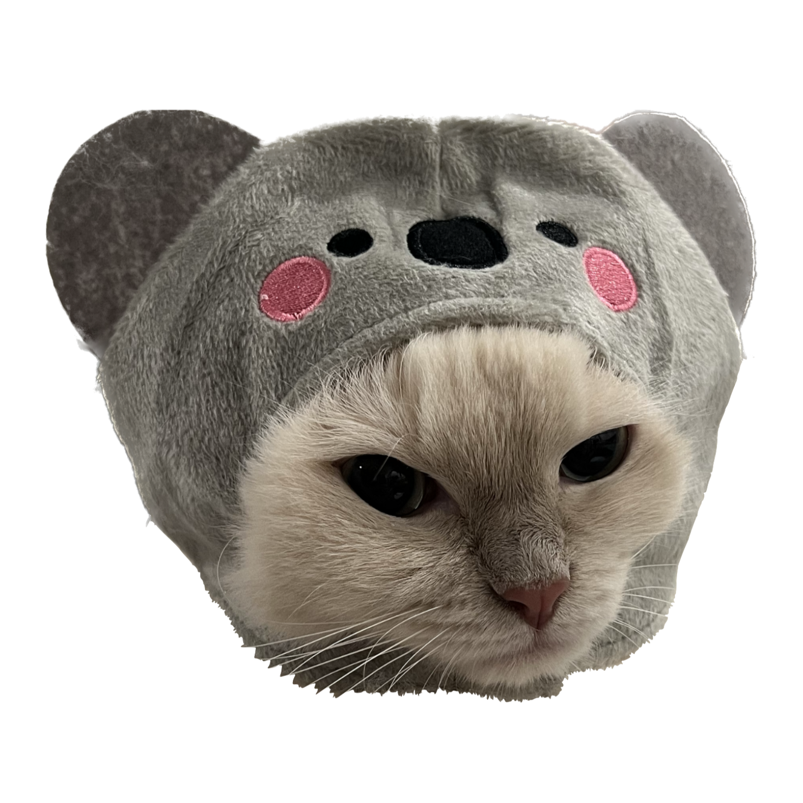 Jasmine Zhang | Software Developer